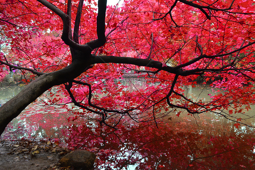 縱橫遊WWPKG -[6天]【4大賞楓勝地】南京栖霞寺．蘇州天平山．無錫寄暢園． 杭州九溪煙樹．雲瀾灣溫泉小鎮．率先品嚐大閘蟹．惠山寺． 天下第二泉．上海張園．全程入住國際品牌酒店 ️優惠碼 ...